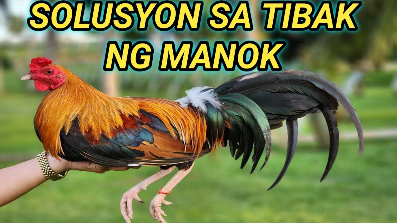 TIBAK NG MANOK || ETO ANG SOLUSYON DYAN - YouTube