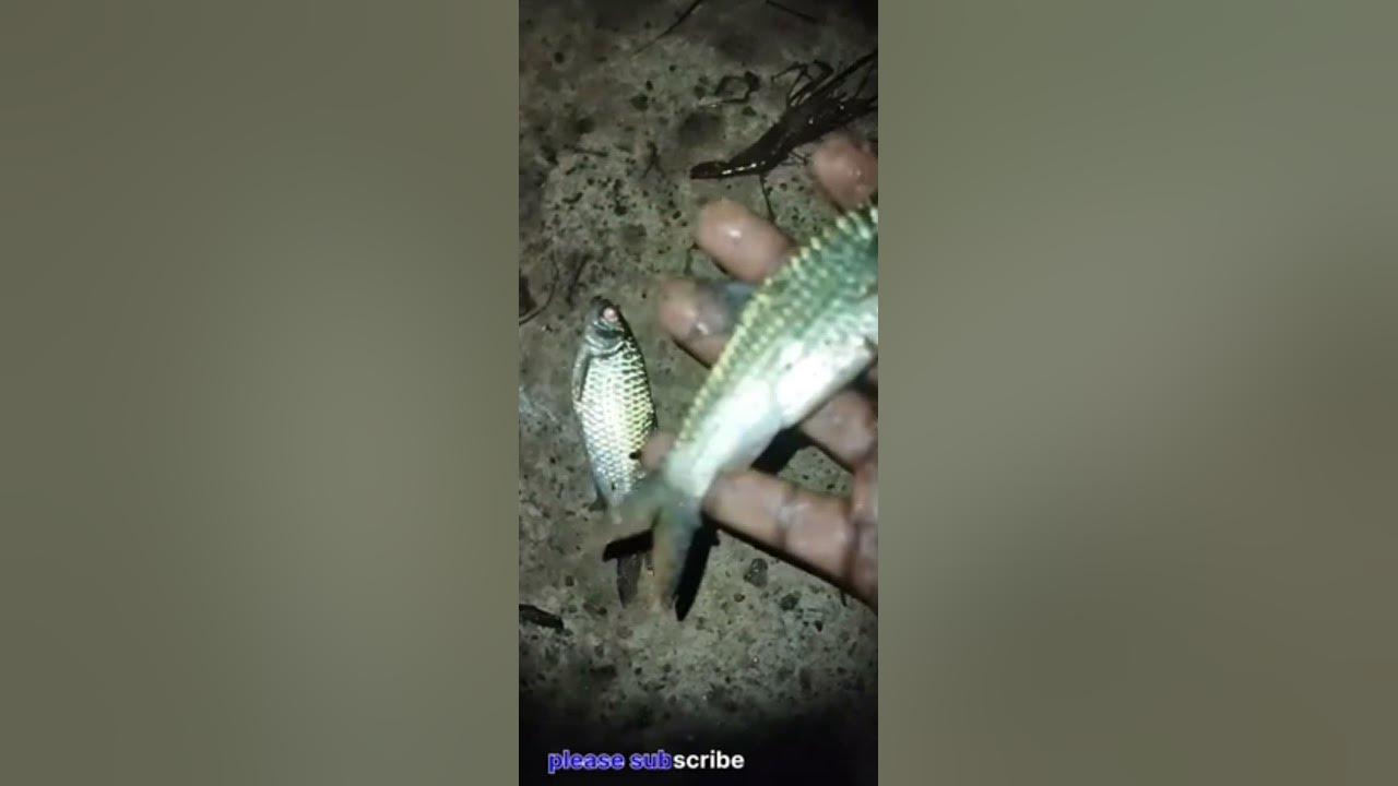മുണ്ടോത്തി പരൽ Youtube