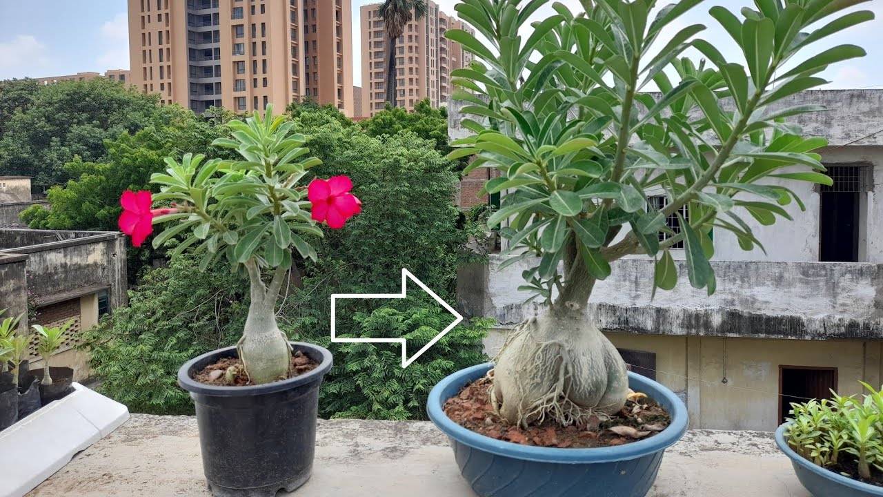 How do you enlarge caudex Adenium?# Adenium Big caudex in two month# ...