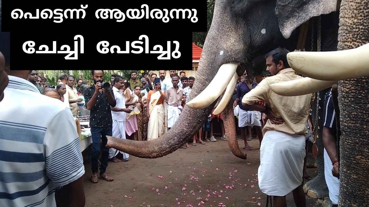 Pambady Rajan l ചേച്ചി ഒന്നു പേടിച്ചു - YouTube