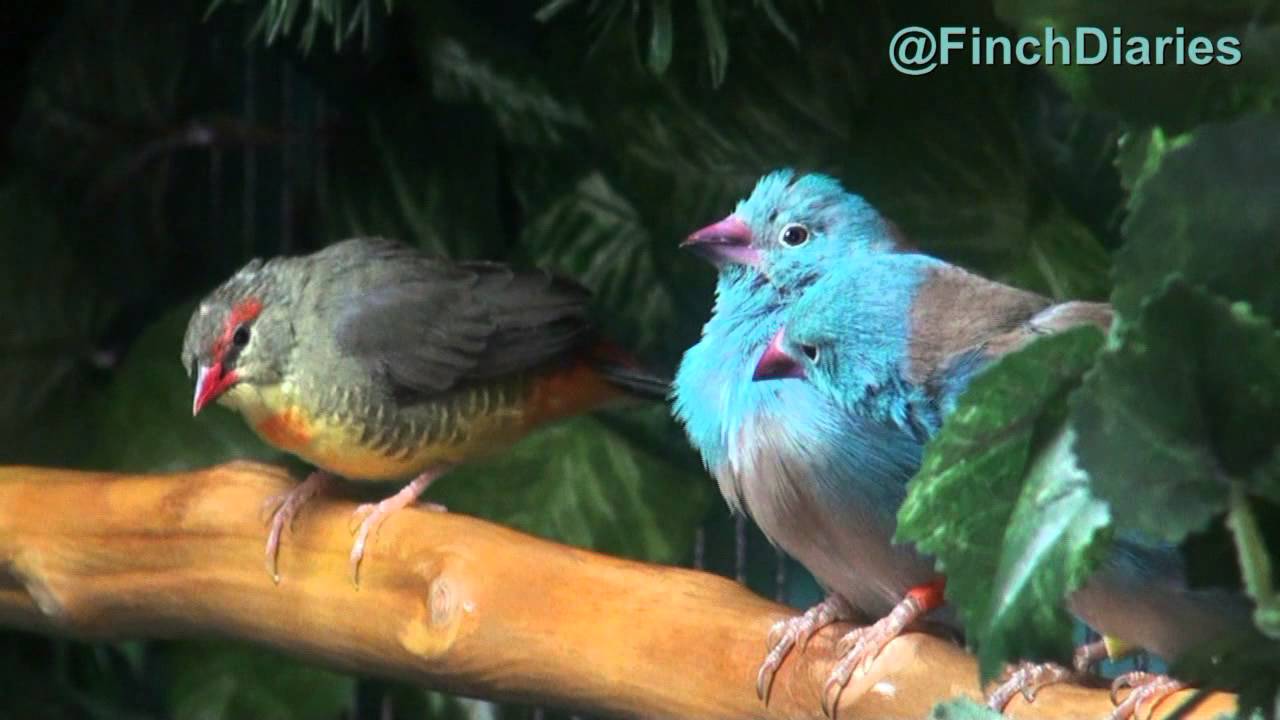Finch Diaries - Two Male Blue Capped Cordon Bleus and Male Gold ...