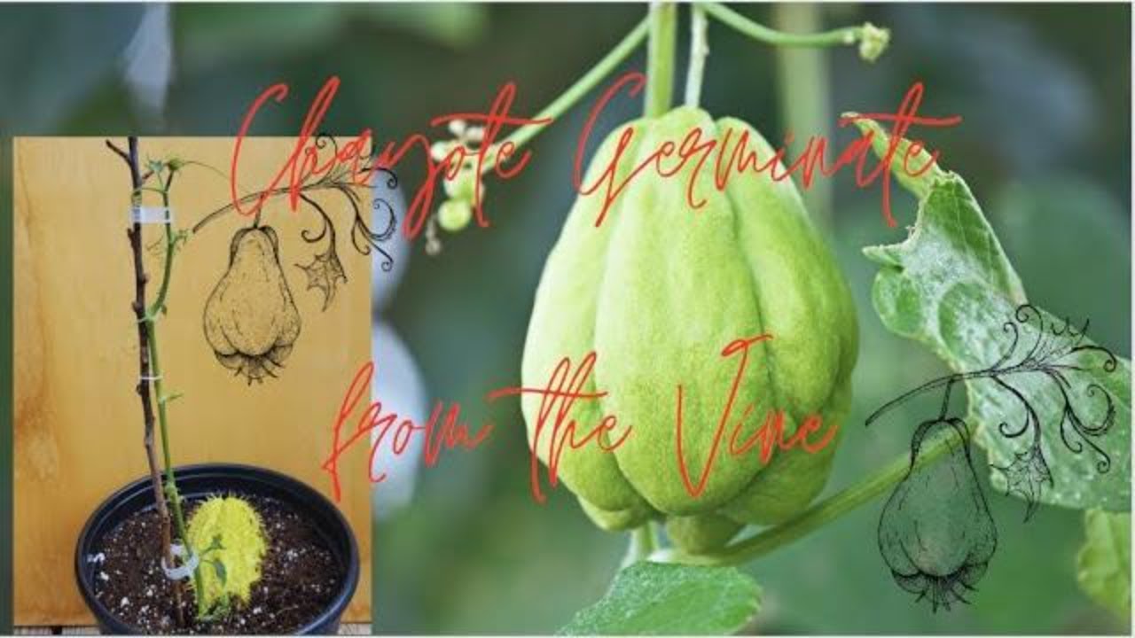 Chayote Plant Germinated from the Vine & Ready to Transplant-Perennial ...