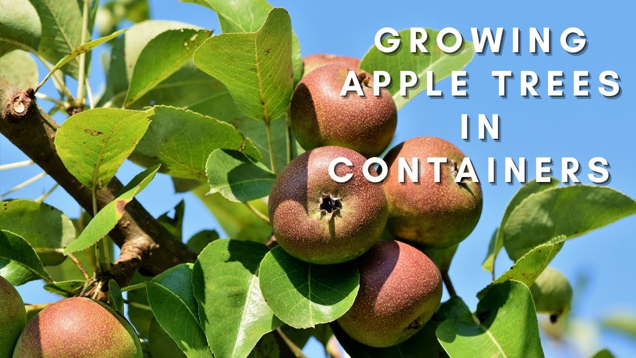 How To | Grow Apple Trees in Containers | Care & Maintenance - YouTube