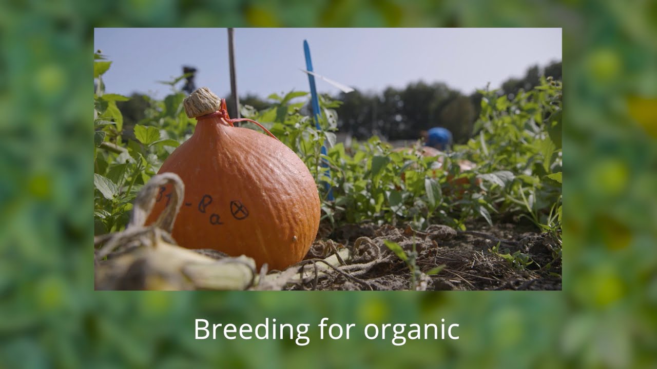 Strategies for the production of organic vegetable seeds - LIVESEED ...