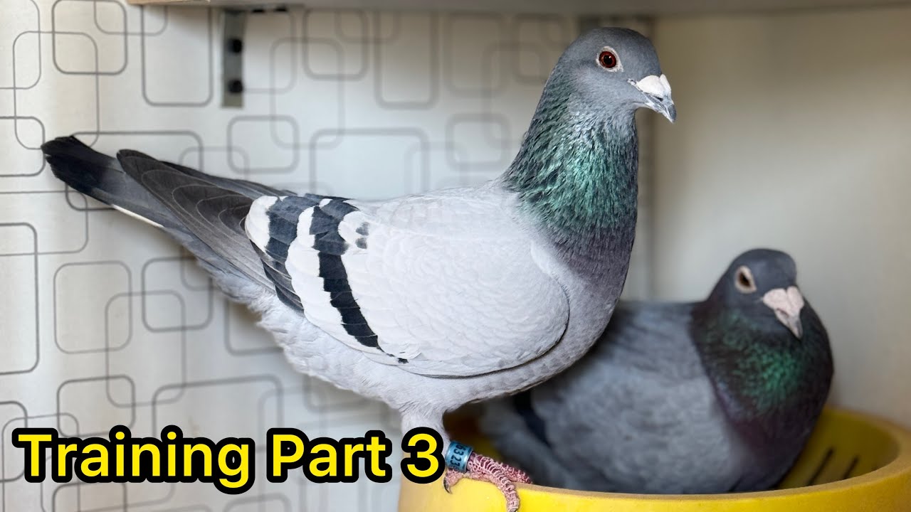 Racing Pigeons training in Pakistan | Part 3 - YouTube