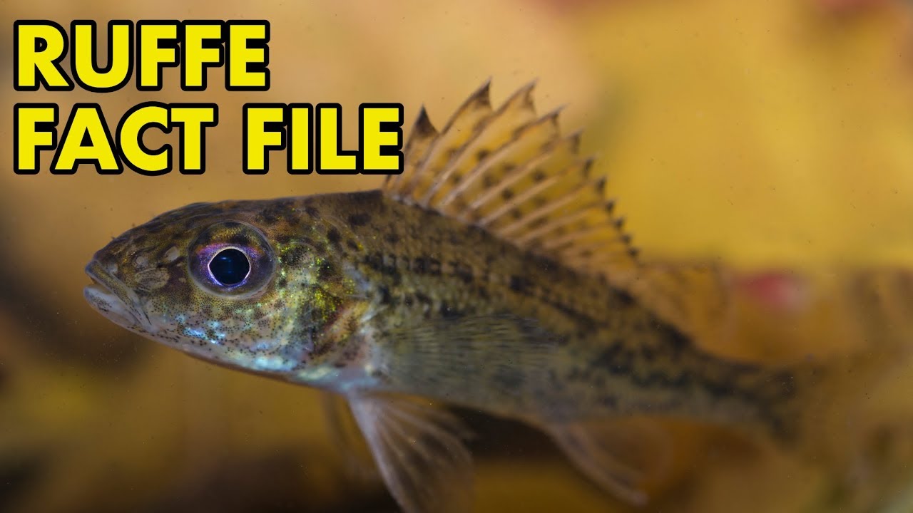 Ruffe: Fact File (British Wildlife Facts) - YouTube