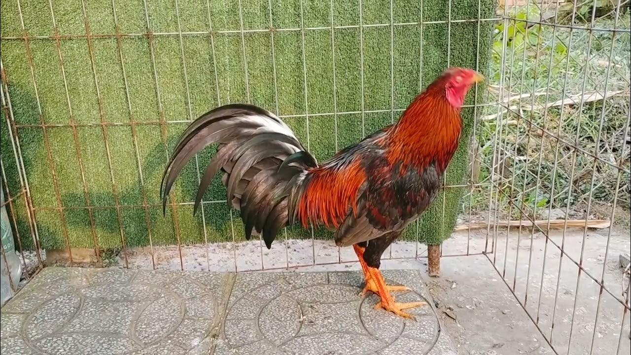 28 tháng 1/ Xám sju mỹ 2kg2 rất giỏi,, Lh: 0978,143,074 #shorts #đềxuất #thinhhanh - YouTube