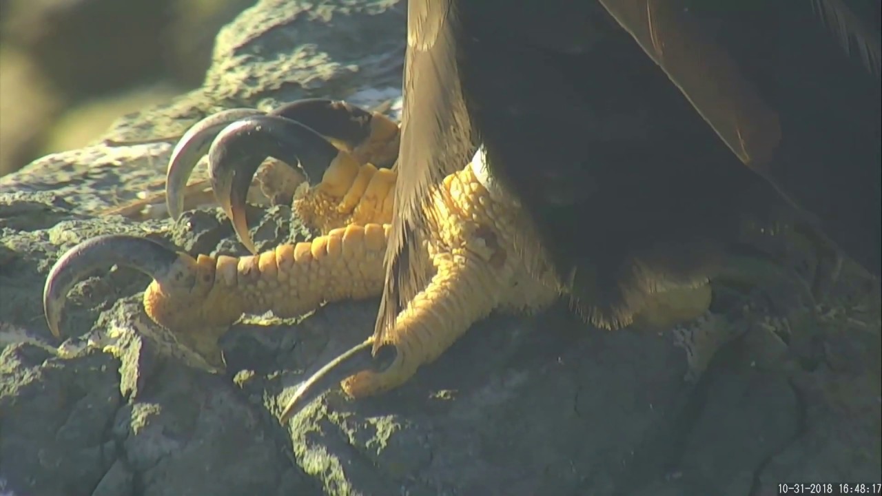 10-31-18 West End eagles; crop drop, talons and tongues. - YouTube