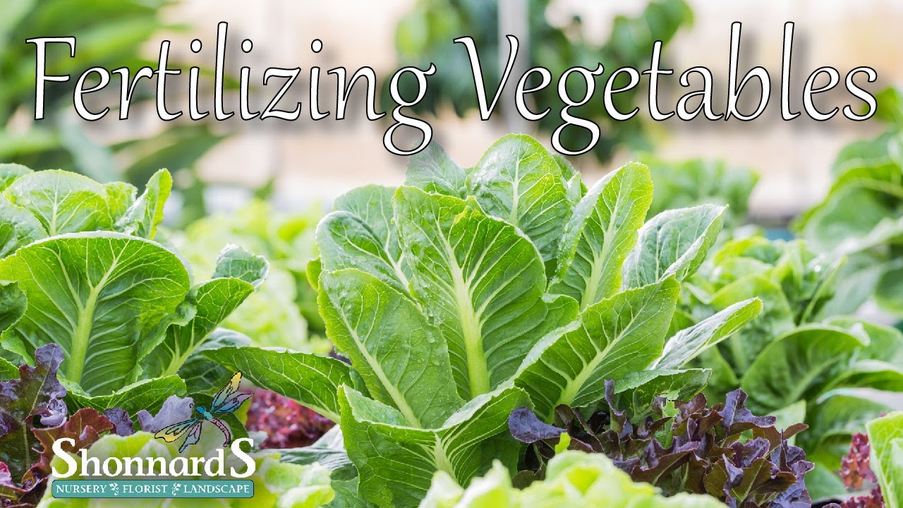 Fertilizing Vegetables - YouTube