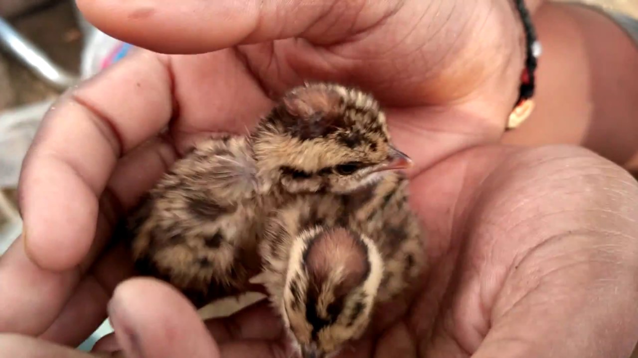 little cute kowdari bird - YouTube