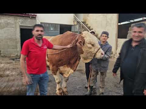 Patnos'ta rekor satış. Dev boğa \