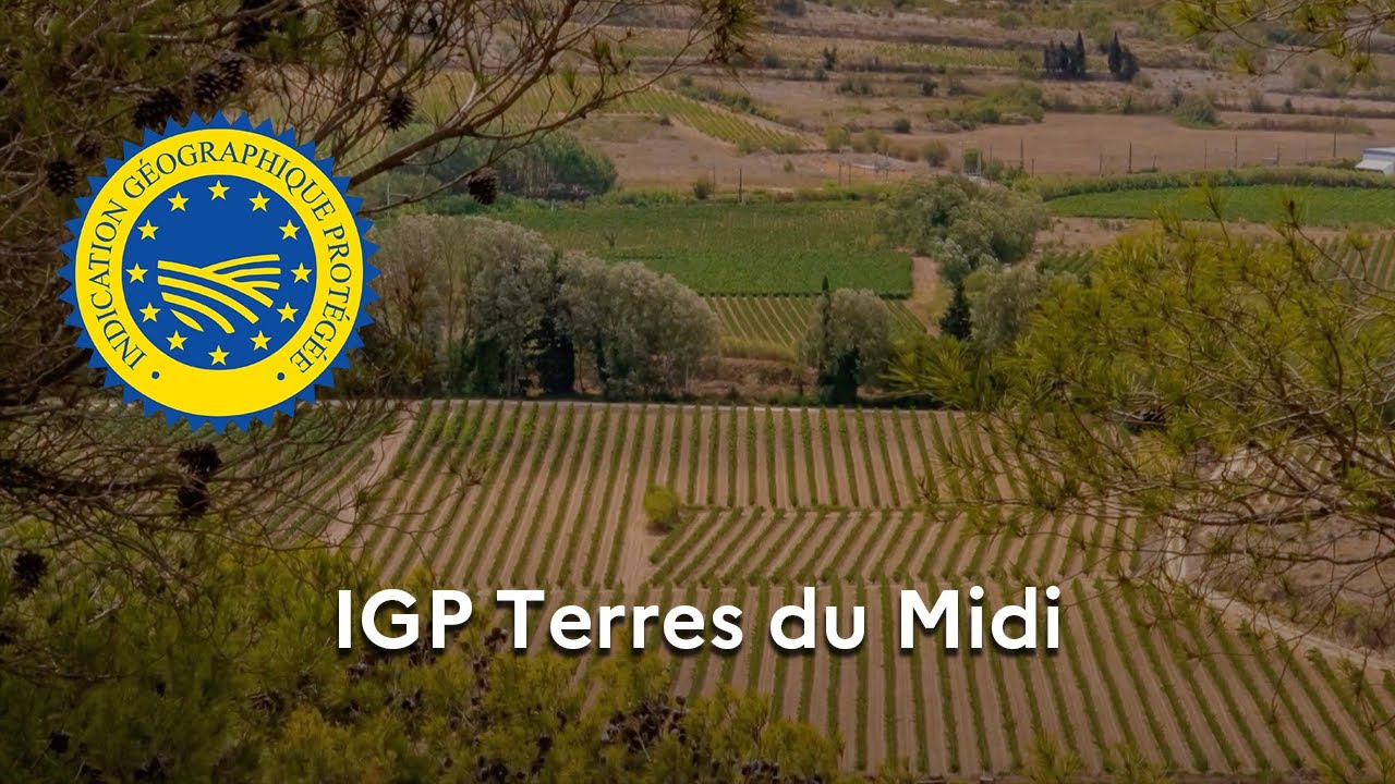 Les vins « Terres du Midi » reconnus en IGP - YouTube