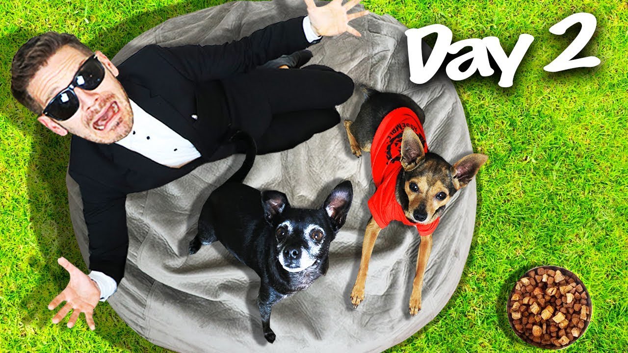 Last to Leave Giant Beanbag Wins $10,000 Challenge! (PawZam Dogs vs ...