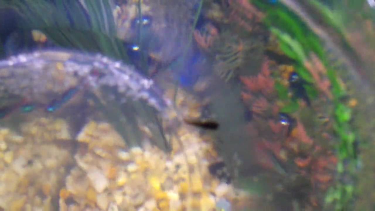 Baby Mollies (Fry) - YouTube