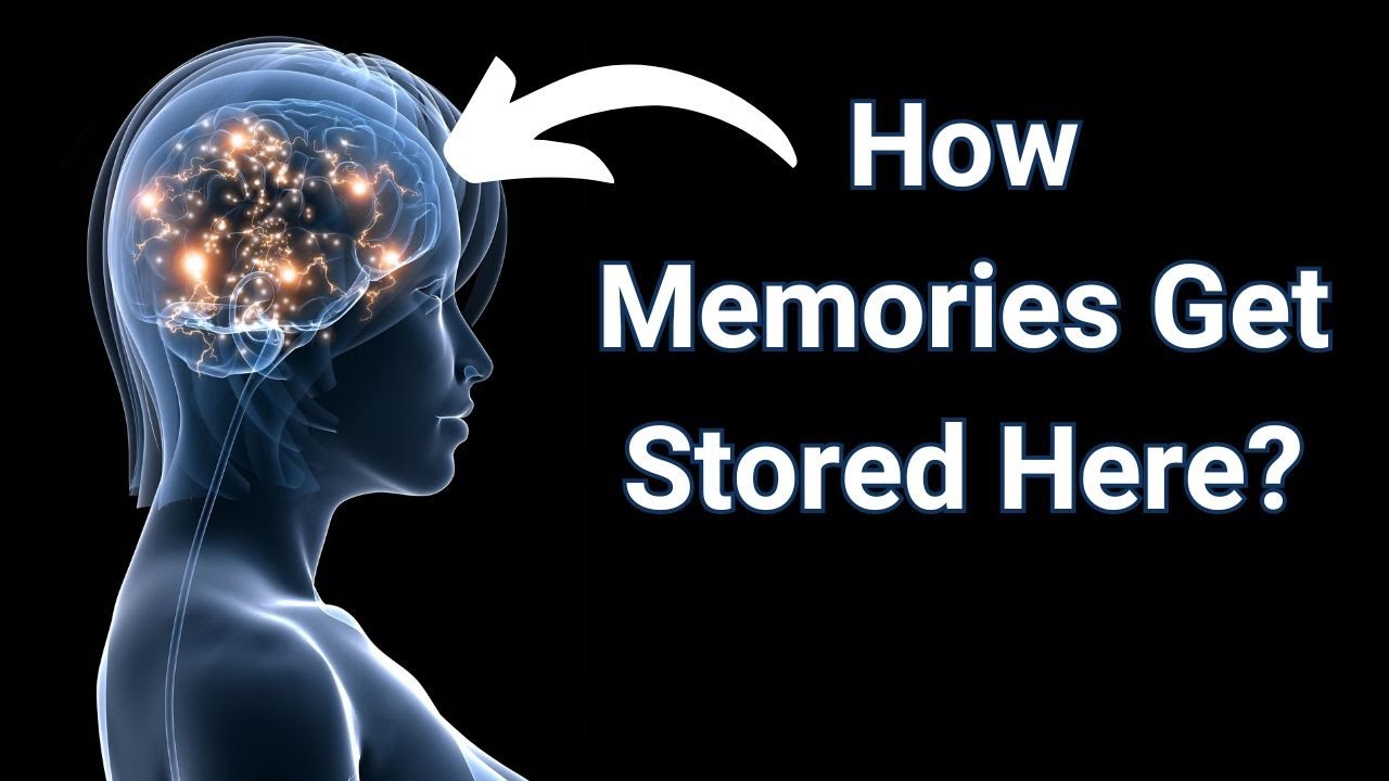 🧠 How Your Brain Stores Memories! @nucleotides_org - YouTube