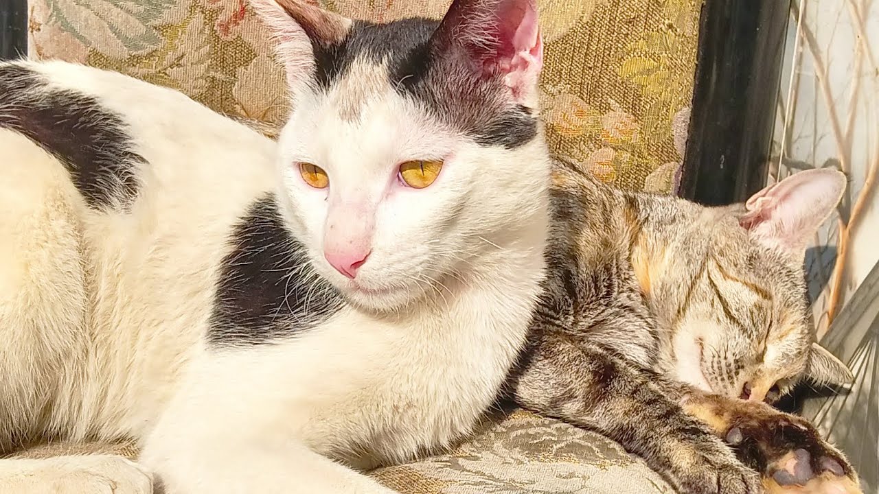 😻Humre ghar ke 3 anmol sadasya jinko kisi se mtlb nhi hota 🤣#cats #cat ...