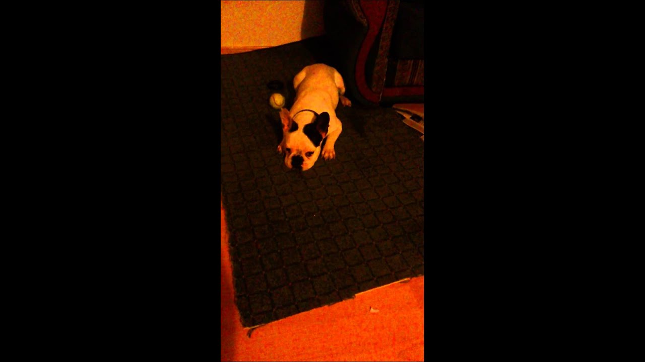 French bulldog cry - YouTube