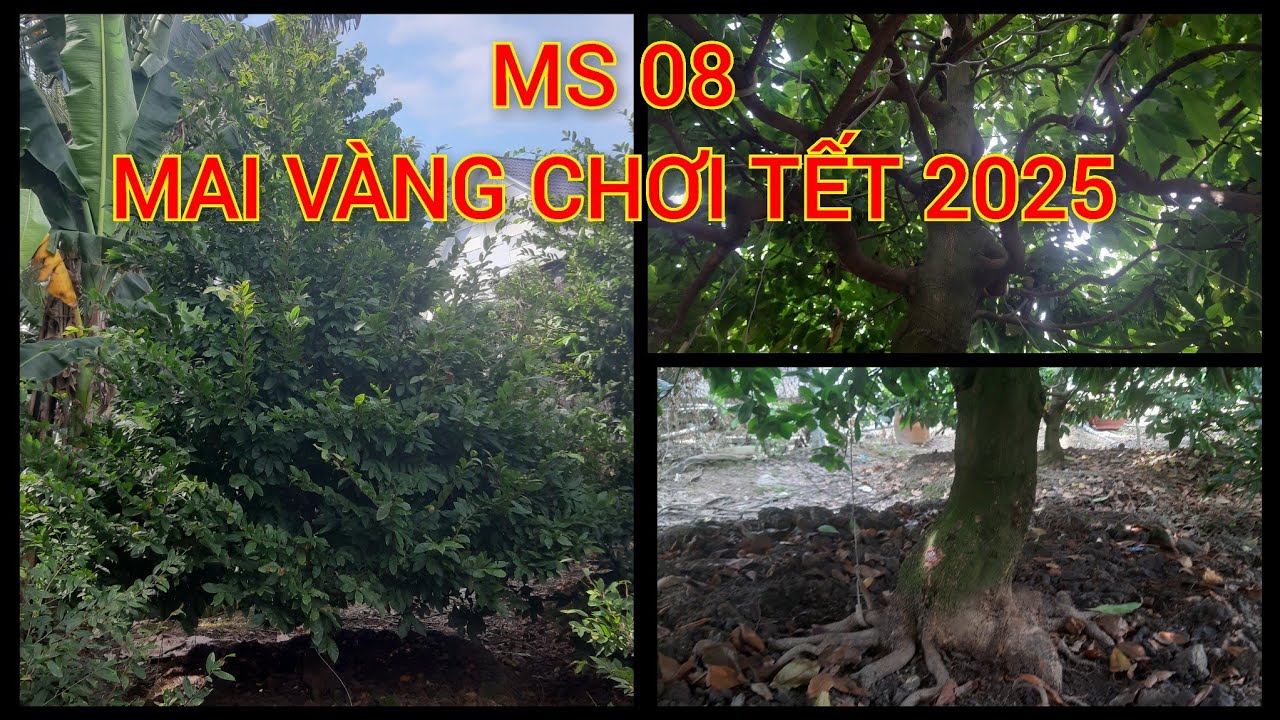 MS 08 Mai Vàng Chơi Tết 2025 | Hoành Lớn 50Cm | 25Tr Bao Ship | Mai ...
