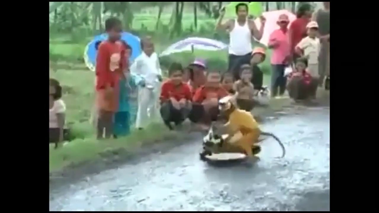Funny Monkey Riding a Motorcycle Like PRO - YouTube