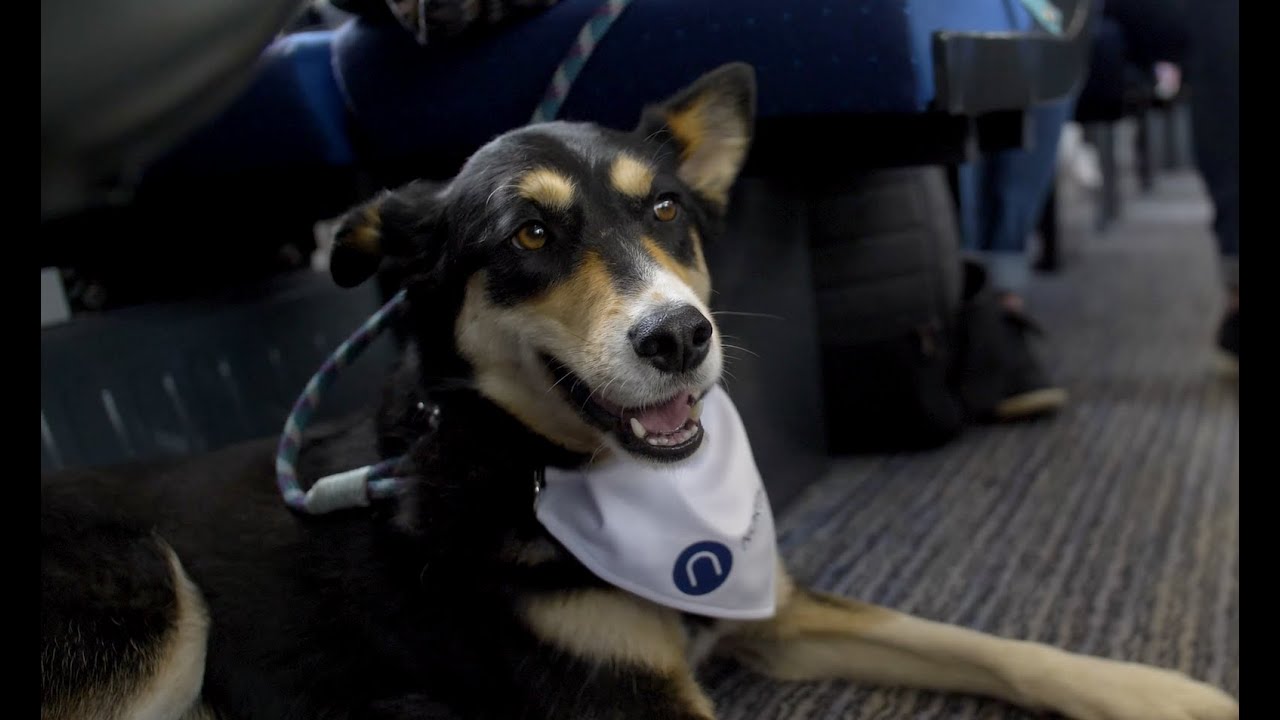 Tips for travelling with dogs on Trains | Northern - YouTube