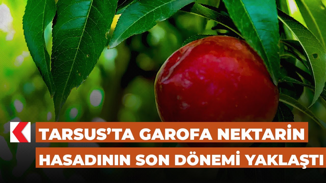 Tarsus’ta garofa nektarin hasadının son dönemi yaklaştı - YouTube