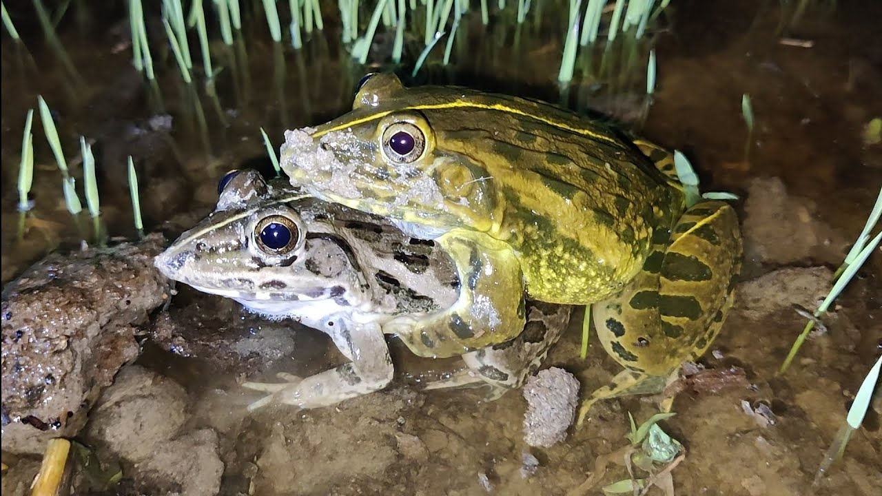 Mating of male frog and female frog. - YouTube