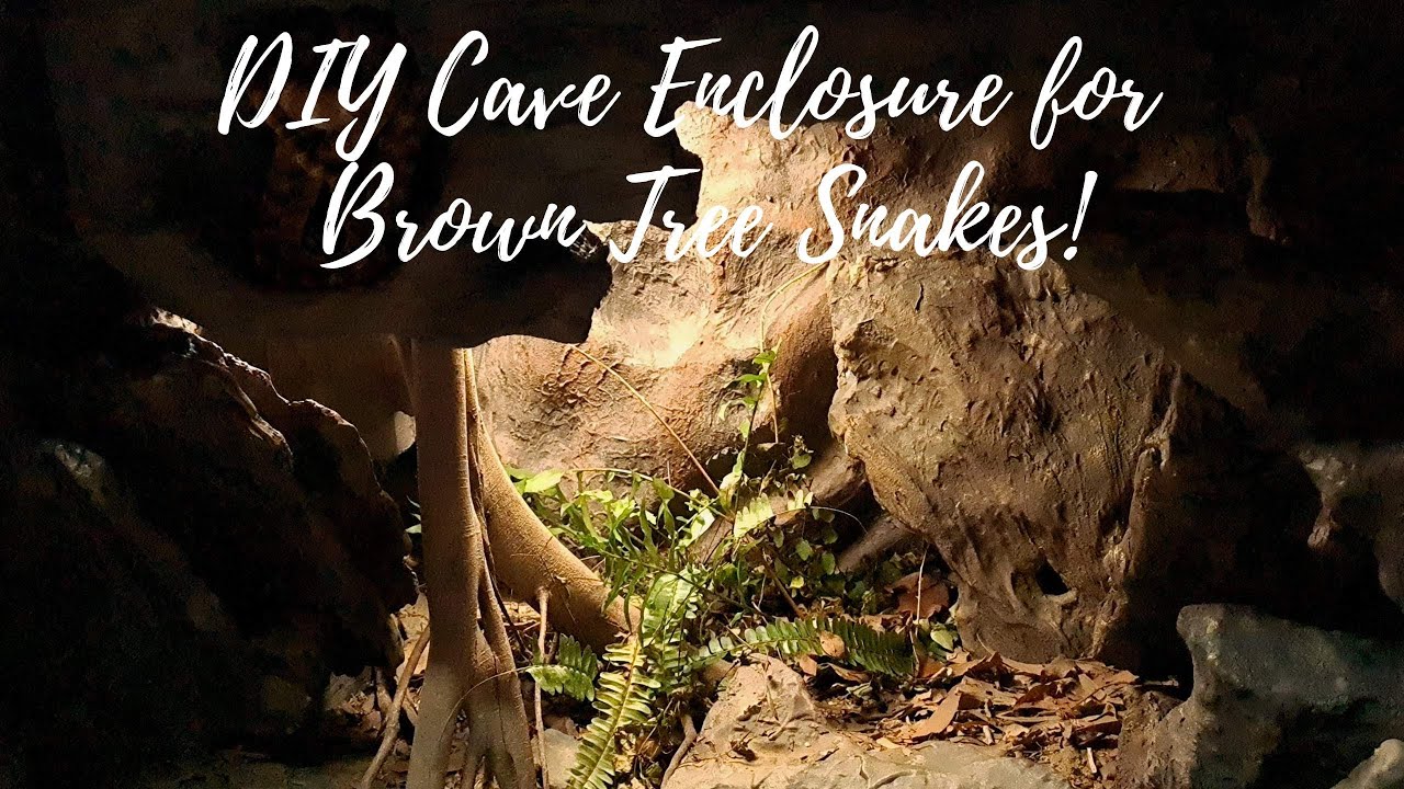 DIY Cave Enclosure for Brown Tree Snakes! - YouTube