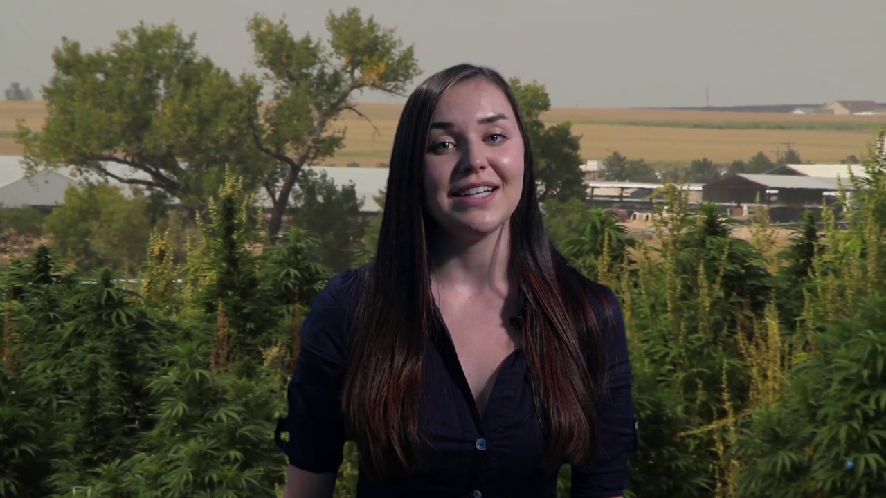 Hemp Basics: Know Your CBD - YouTube