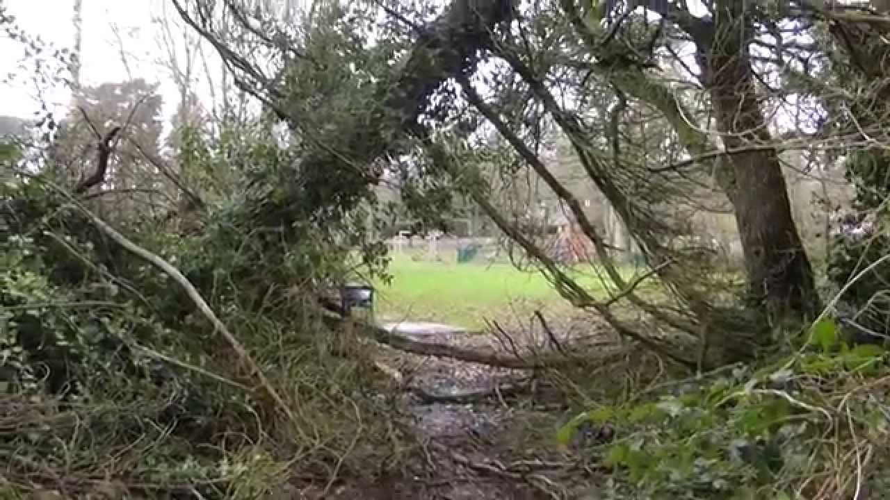 Midhurst Common, West Sussex - Woodland Map under a fallen Oak tree ...