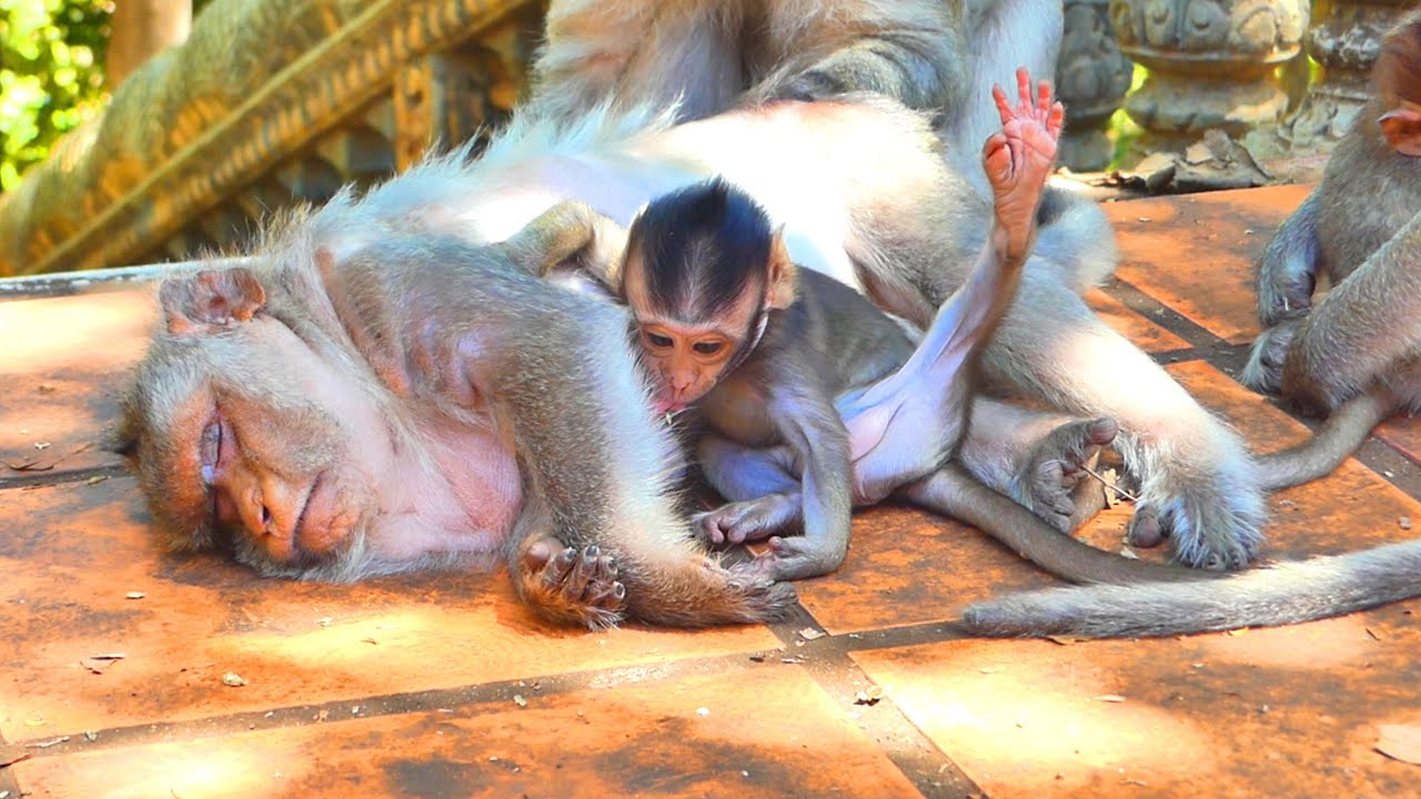 Very cute! The funny little baby monkey with the family looks too sweet ...