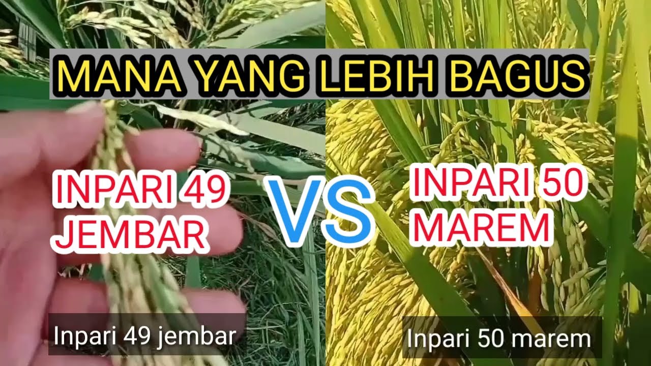 padi inpari 49 Jembar vs inpari 50 marem || padi unggul tonase tinggi - YouTube