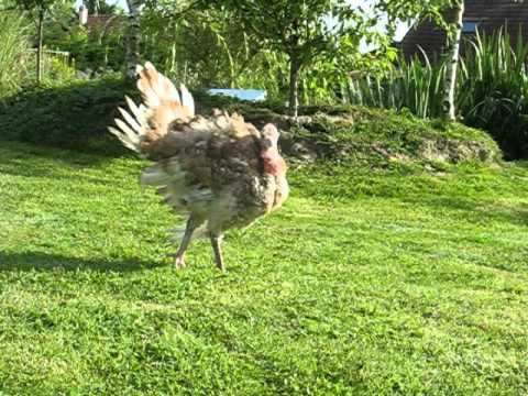 Dindon rouge des ardennes juillet 2012 - YouTube
