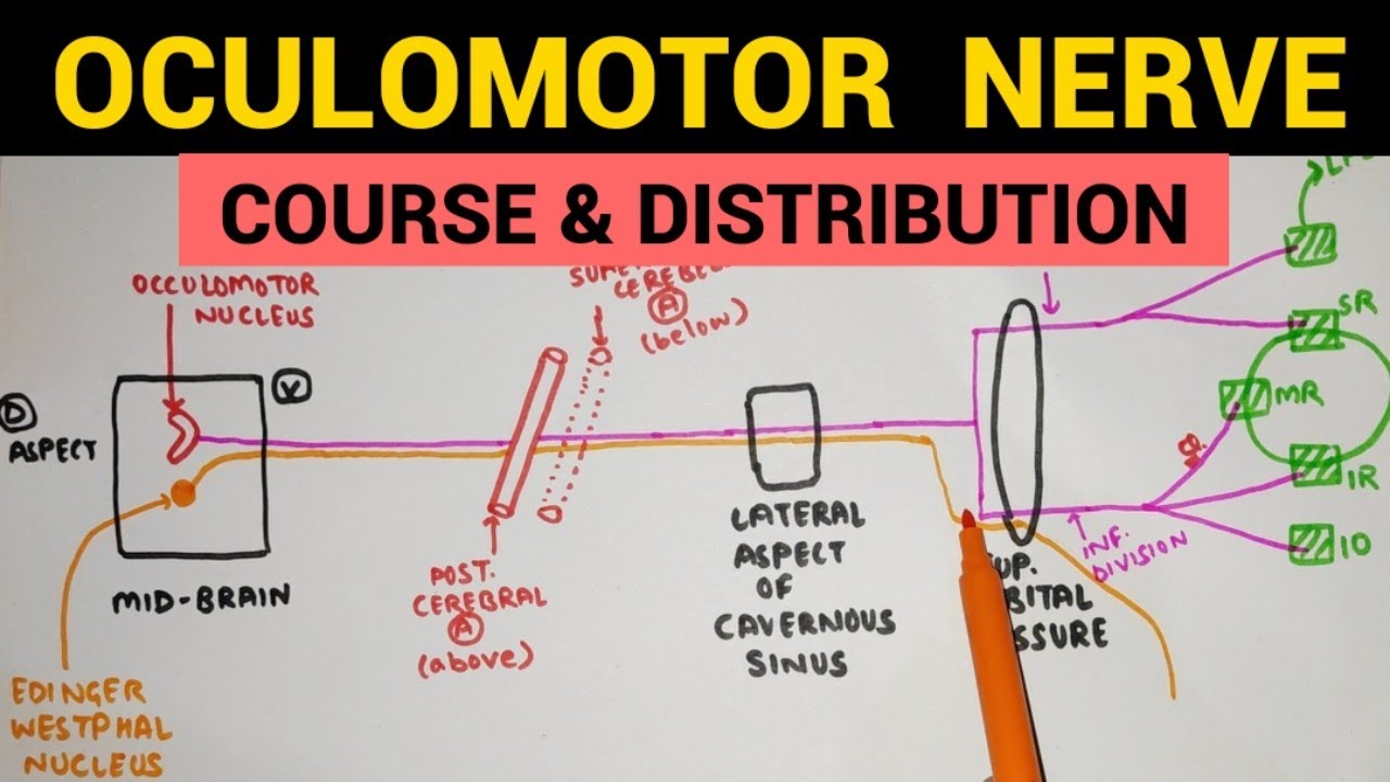 Oculomotor Nerve Pathway