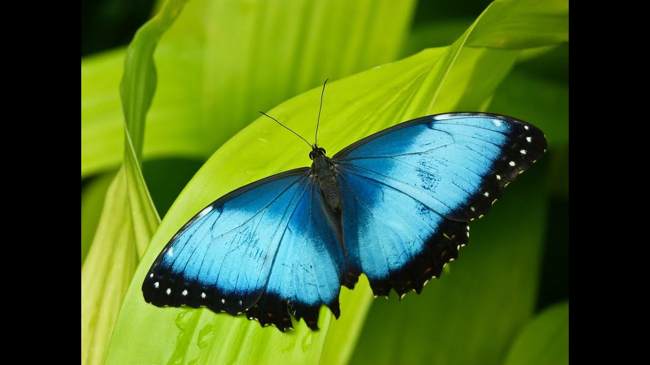 Nace una Mariposa - YouTube