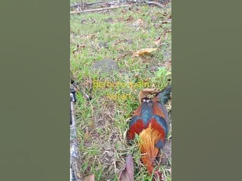 Berburu ayam hutan poin satu ekor... - YouTube