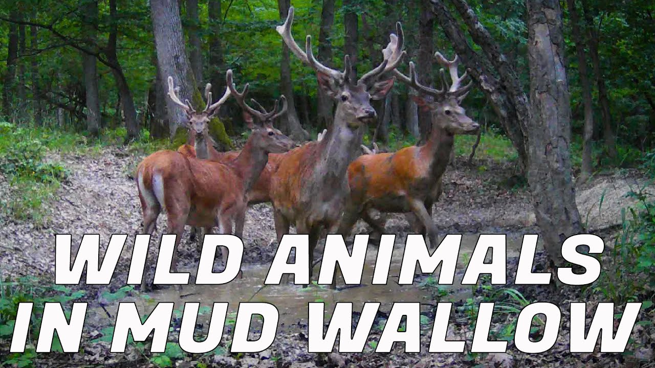 WILD ANIMALS in mud wallow / deer, wild boar, roe deer / - YouTube