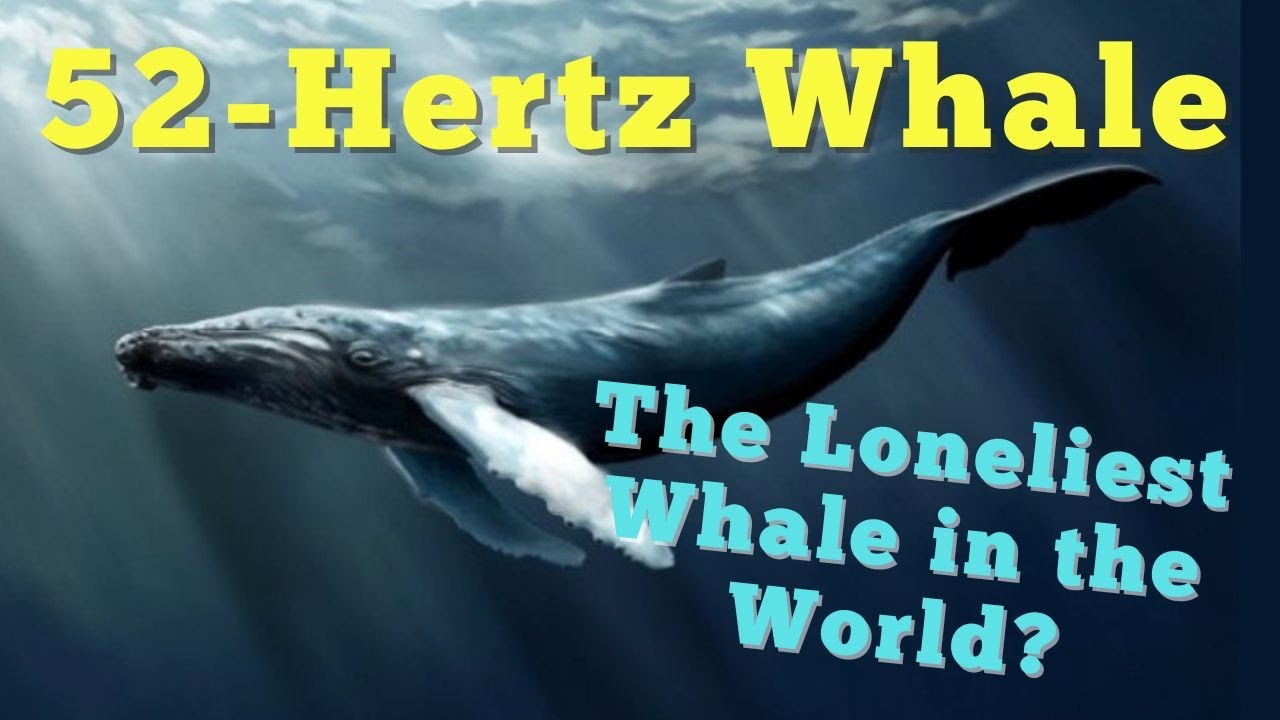 The Mystery of the 52-Hertz Whale: The Loneliest Whale in the World? - YouTube