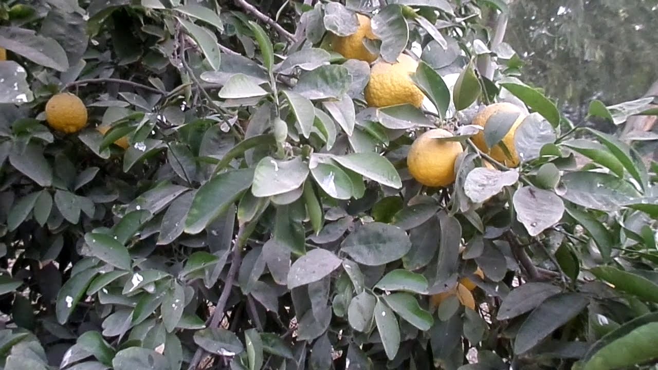 Rough Lemon Plant - YouTube