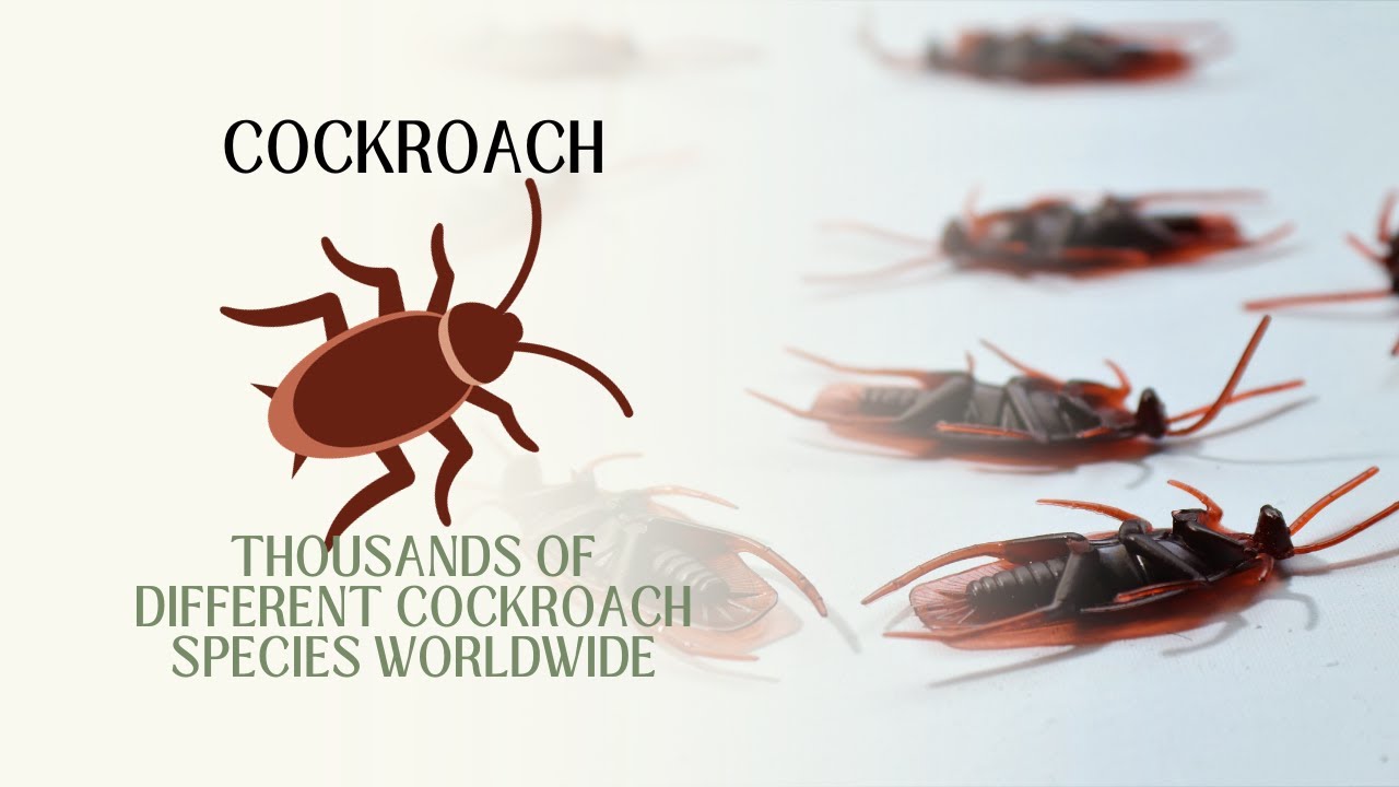 "Cockroach |thousands of different cockroach species worldwide # ...