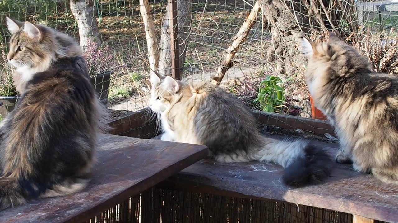Norwegian Forest Cat cousins: JuneBug, Josie & Saci - YouTube