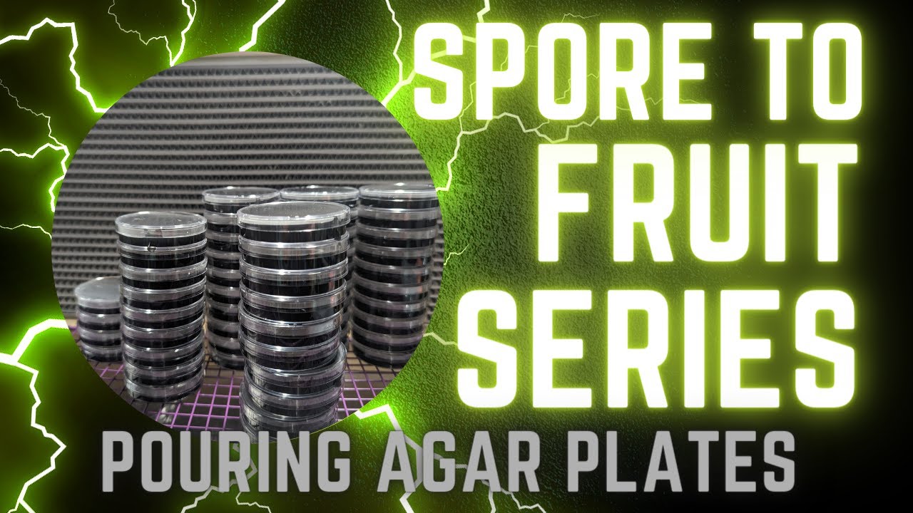 HOW TO GROW MUSHROOMS: SPORE TO FRUIT SERIES(Pouring Agar) - YouTube