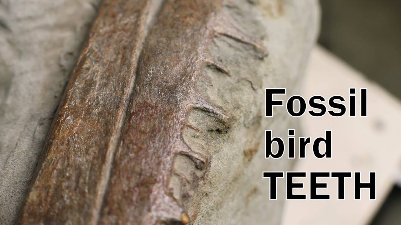 A fossil bird with TEETH and a 3D scan with the Revopoint INSPIRE 2 ...