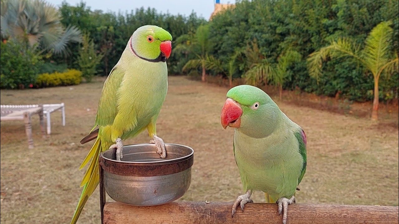 Super Cute Dancing Indian Ringneck Parrot | Natural Village Sounds | Relaxing Birds Sounds - YouTube