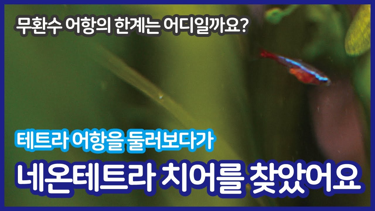 무환수무여과항에서 테트라 치어를 찾았어요 Youtube