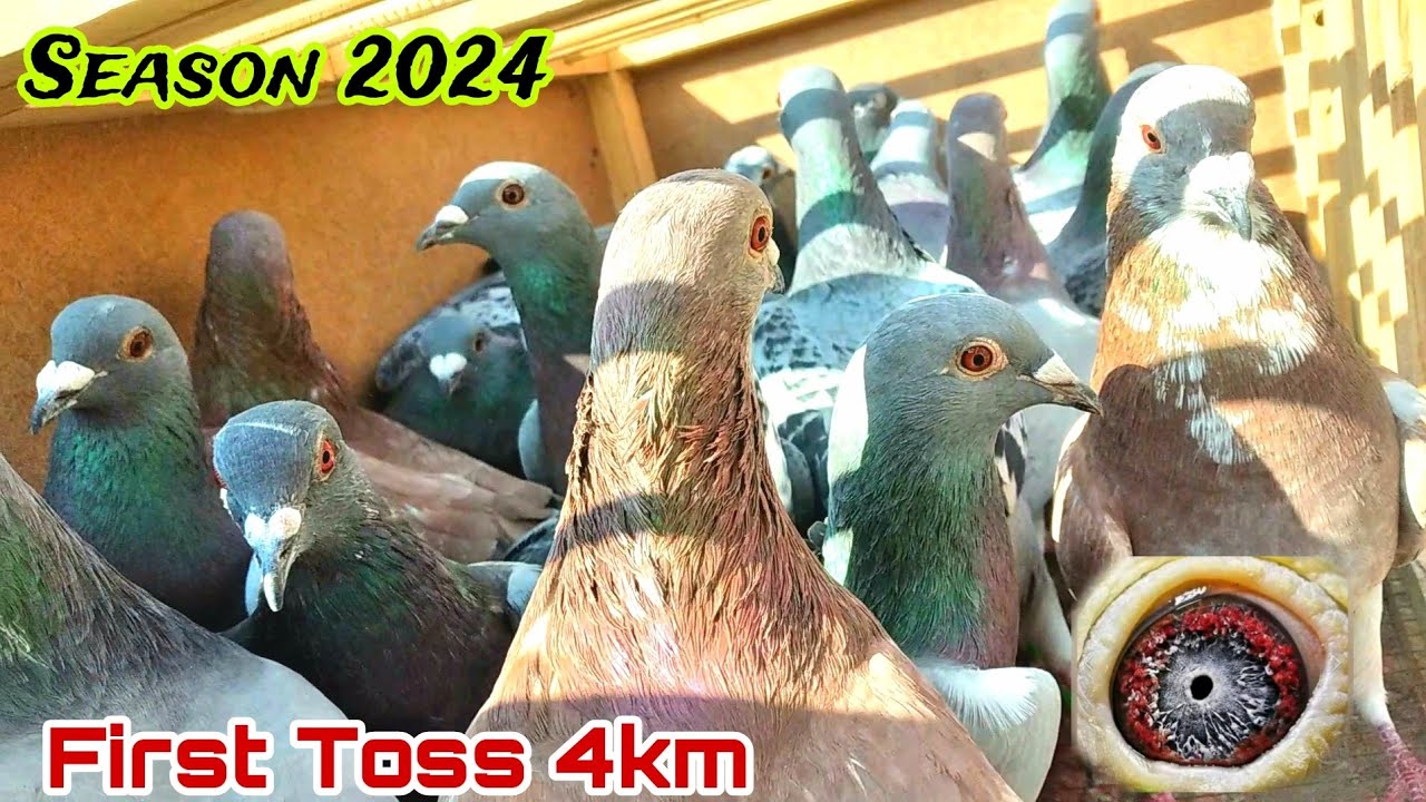 Season 2024 Start | First Toss 4km | Racing Pigeon Training | Racing Pigeons 2023 | Pigeon Race ...