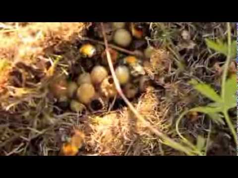 Humlebol på Ble - YouTube