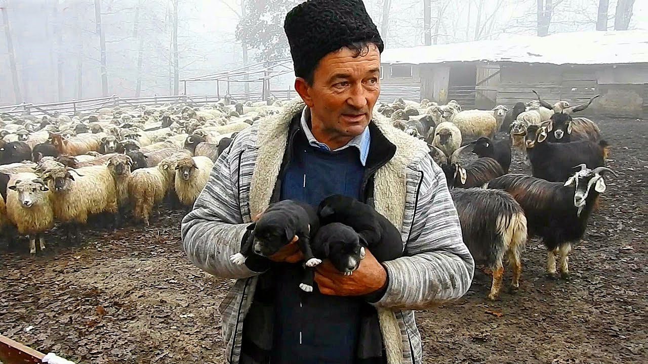 PESTE 500 DE OI TURCANE SI 100 DE CAPRE APARATE DE CAINI CIOBANESTI LA ...