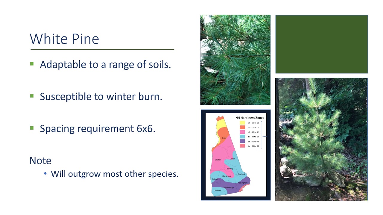 Christmas Tree Species YouTube christmas-tree-species-youtube