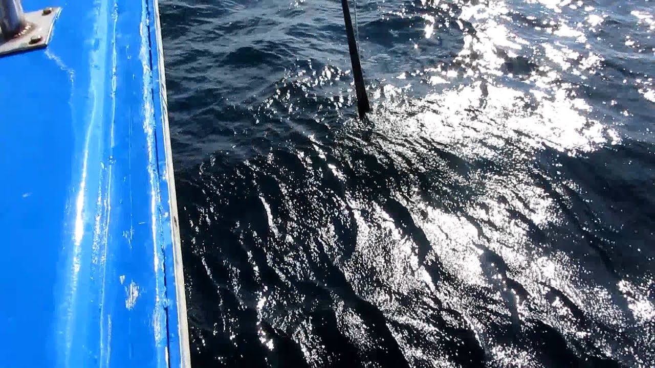 Tuna caught on a cod jig - YouTube
