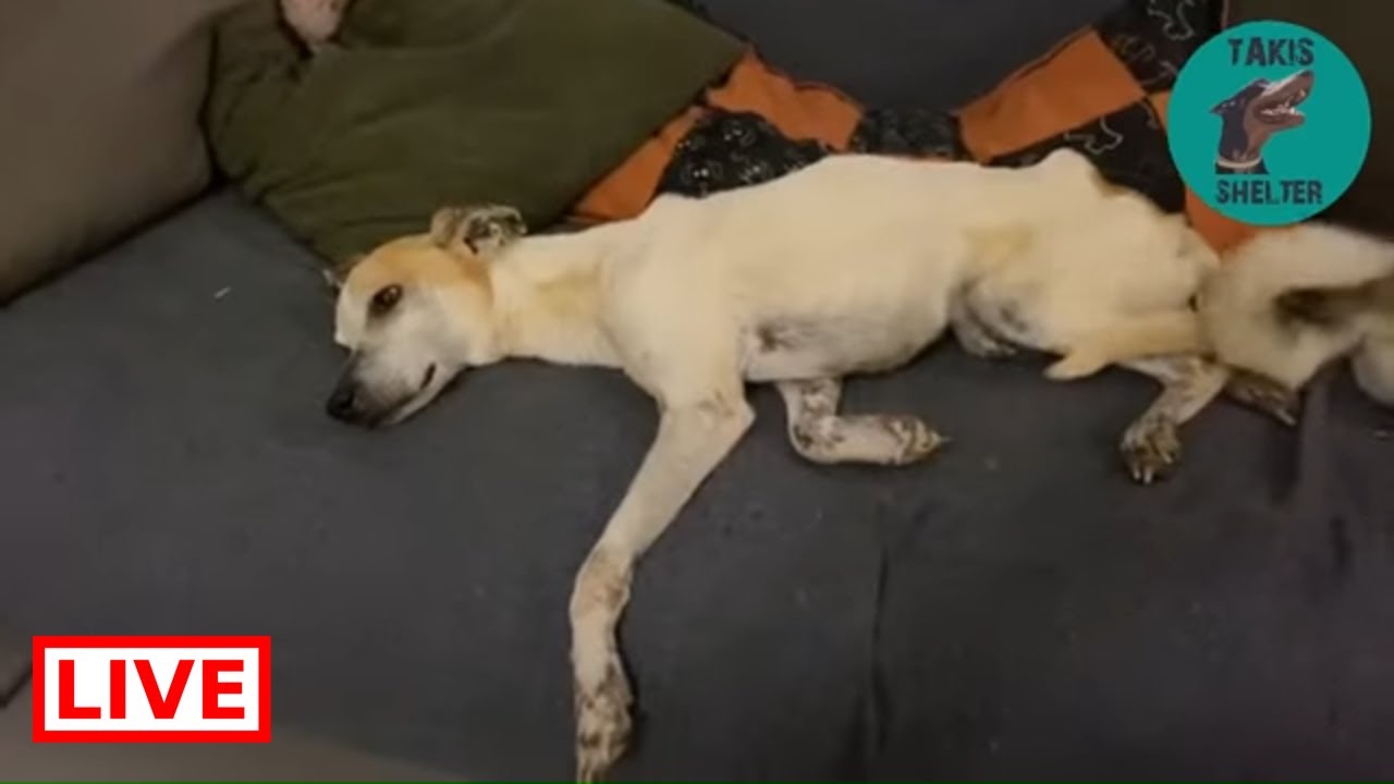 20 dogs inside! this house is so nice - Takis shelter - YouTube